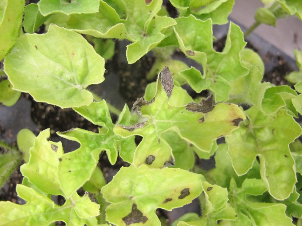Pseudomonas Leaf Spot Reported on Watermelon Transplants | NC State ... Pseudomonas Leaf Spot Reported on Watermelon Transplants | NC State ...